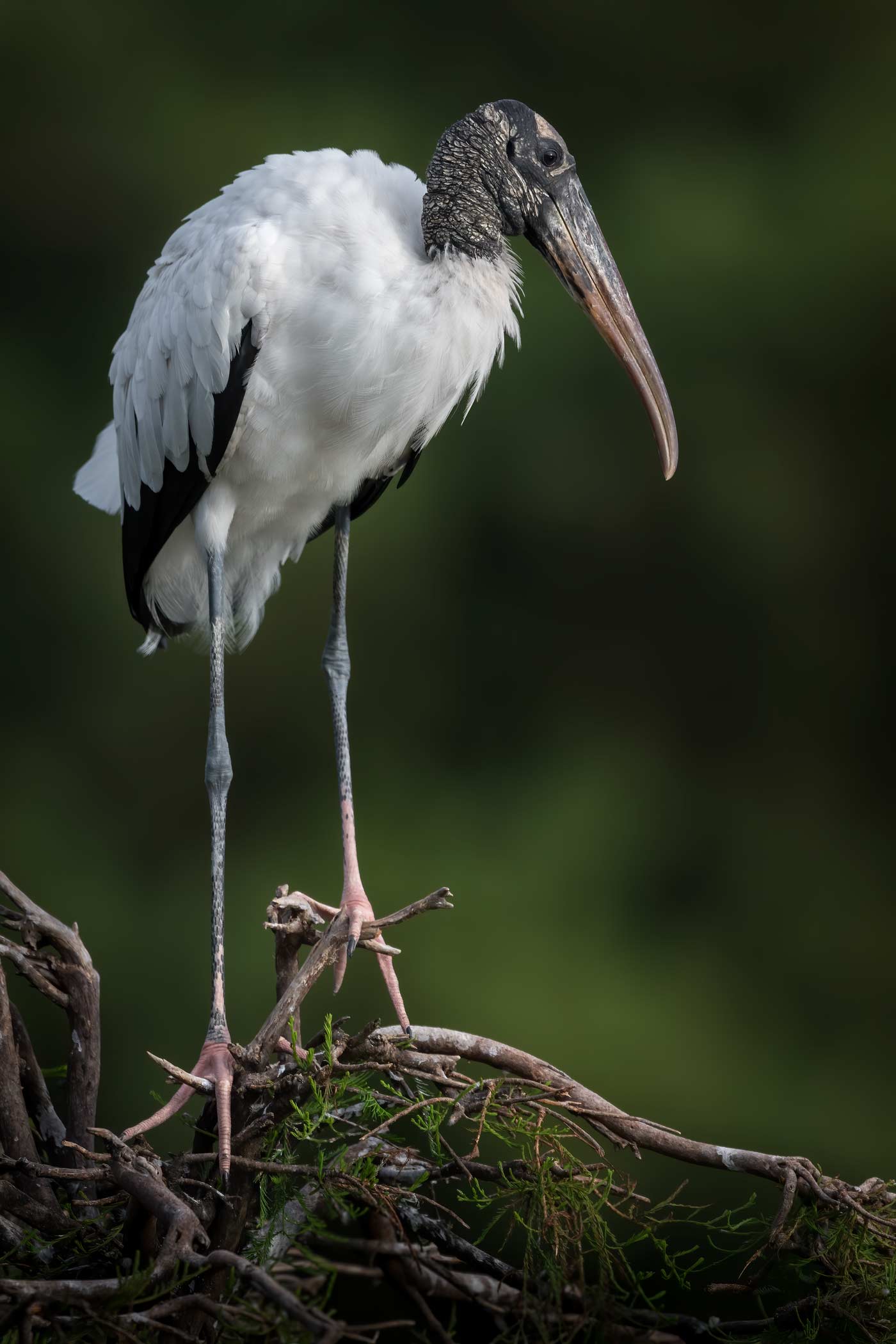 Meet The Wood Stork | Dan Power Gallery
