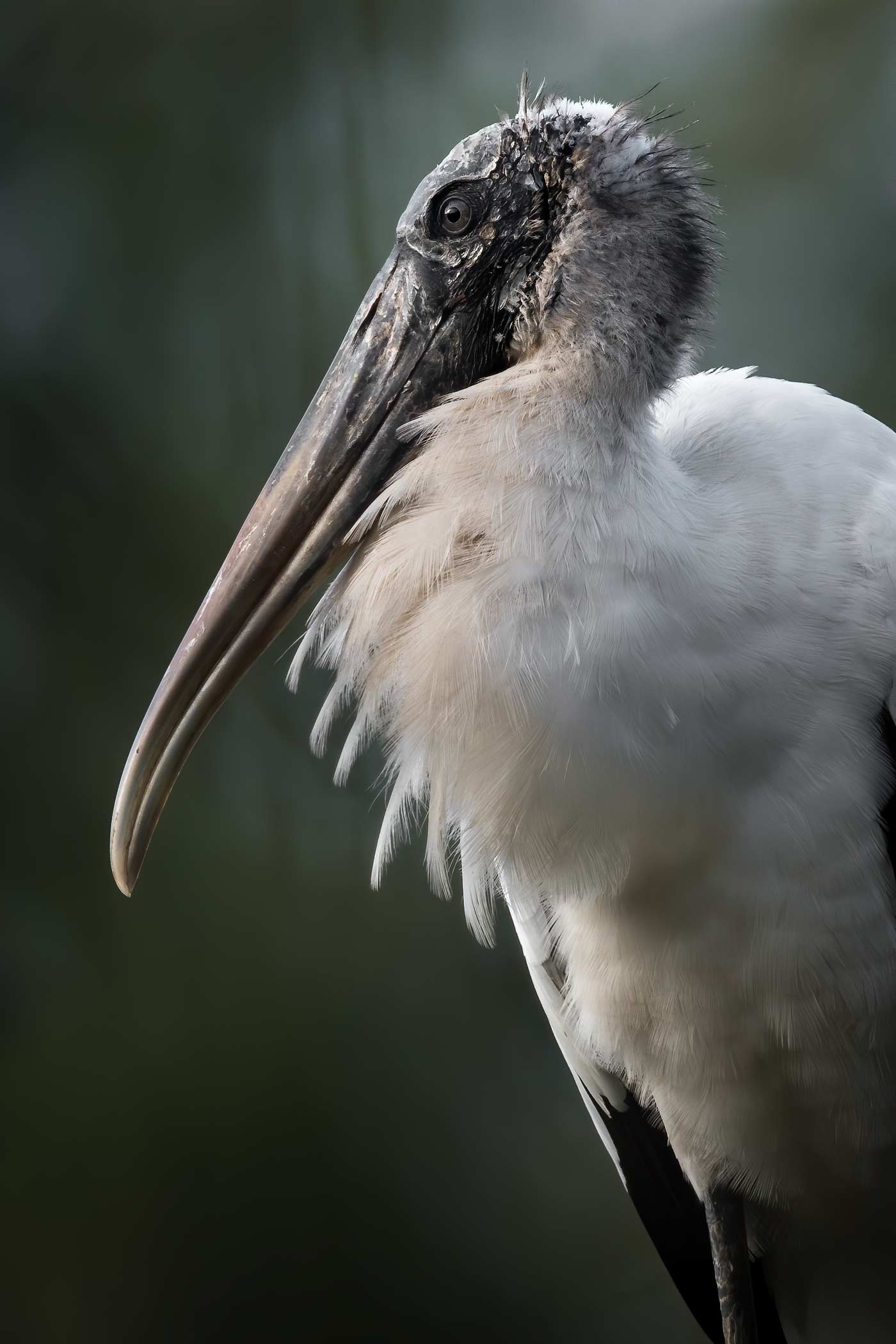 Meet The Wood Stork | Dan Power Gallery