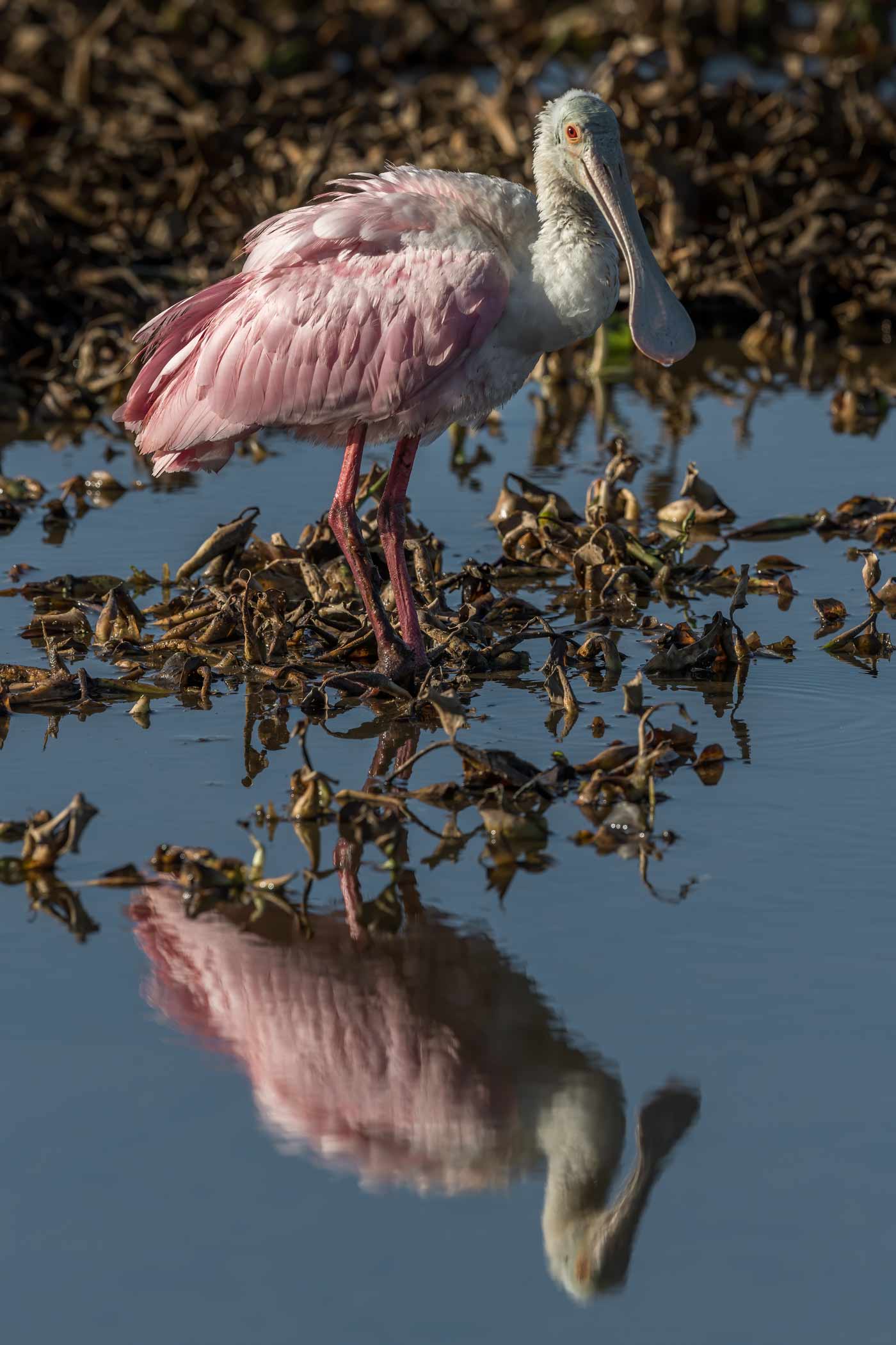 Meet The Roseate Spoonbill | Dan Power Gallery
